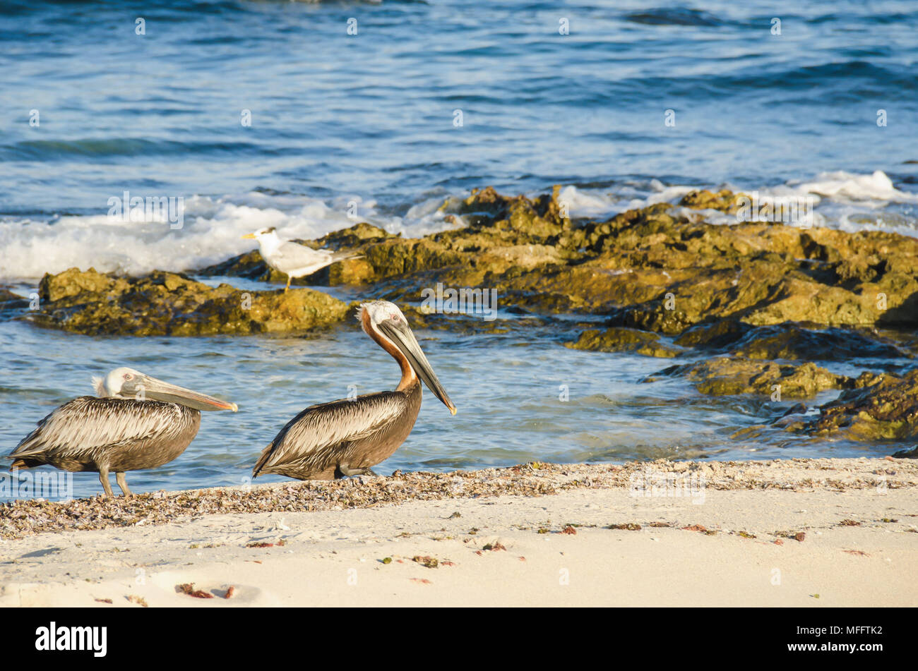 Two seabirds on the edge of a beach with rocks and water at the ...