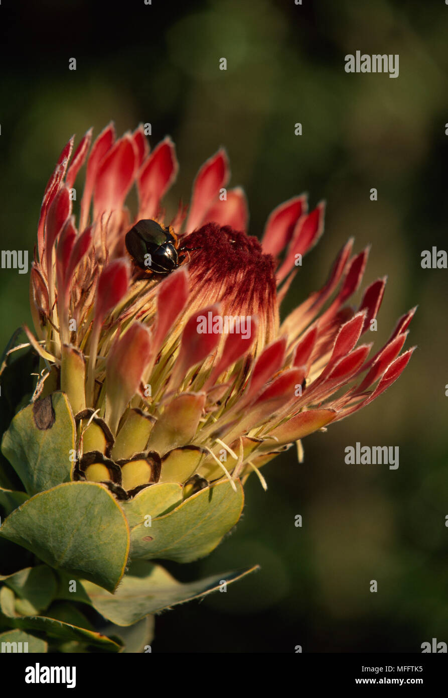 Protea beetle hi-res stock photography and images - Alamy