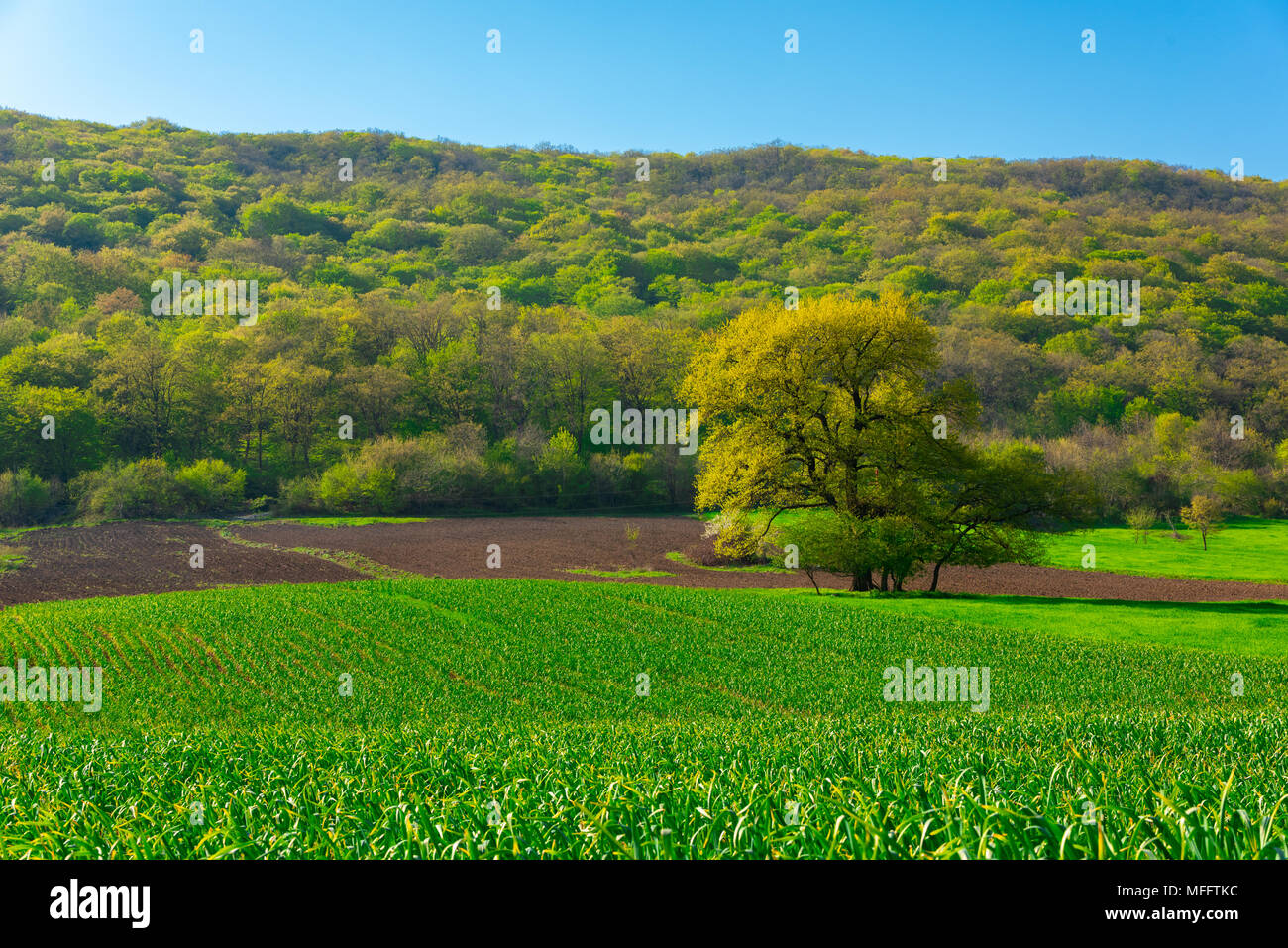 Lush green tree hi-res stock photography and images - Alamy