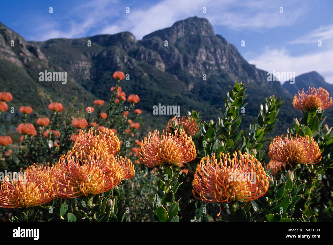 PINCUSHION PROTEAS Leucospermum cordifolium in fynbos, Cape Province ...