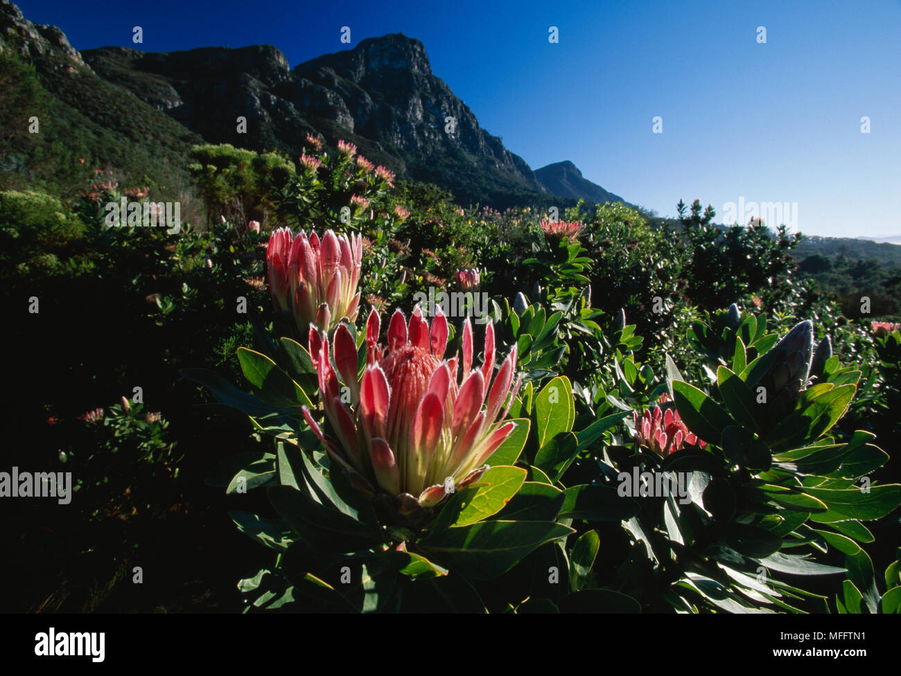 South africa flower landscapes hi-res stock photography and images - Alamy