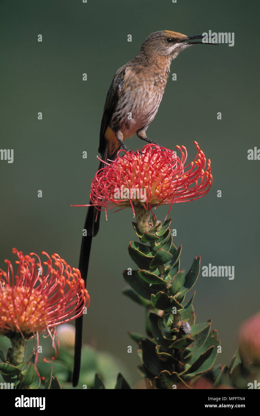 CAPE SUGARBIRD on Protea Promerops cafer Main pollinator of Proteas ...