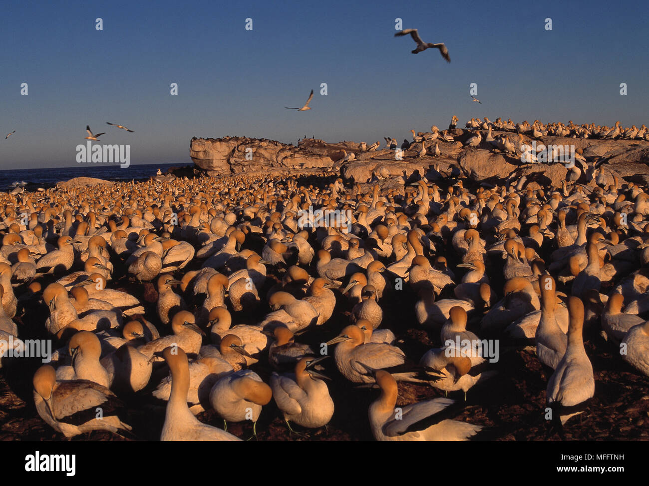 CAPE GANNET large breeding colony Sula capensis Bird Island, off west ...