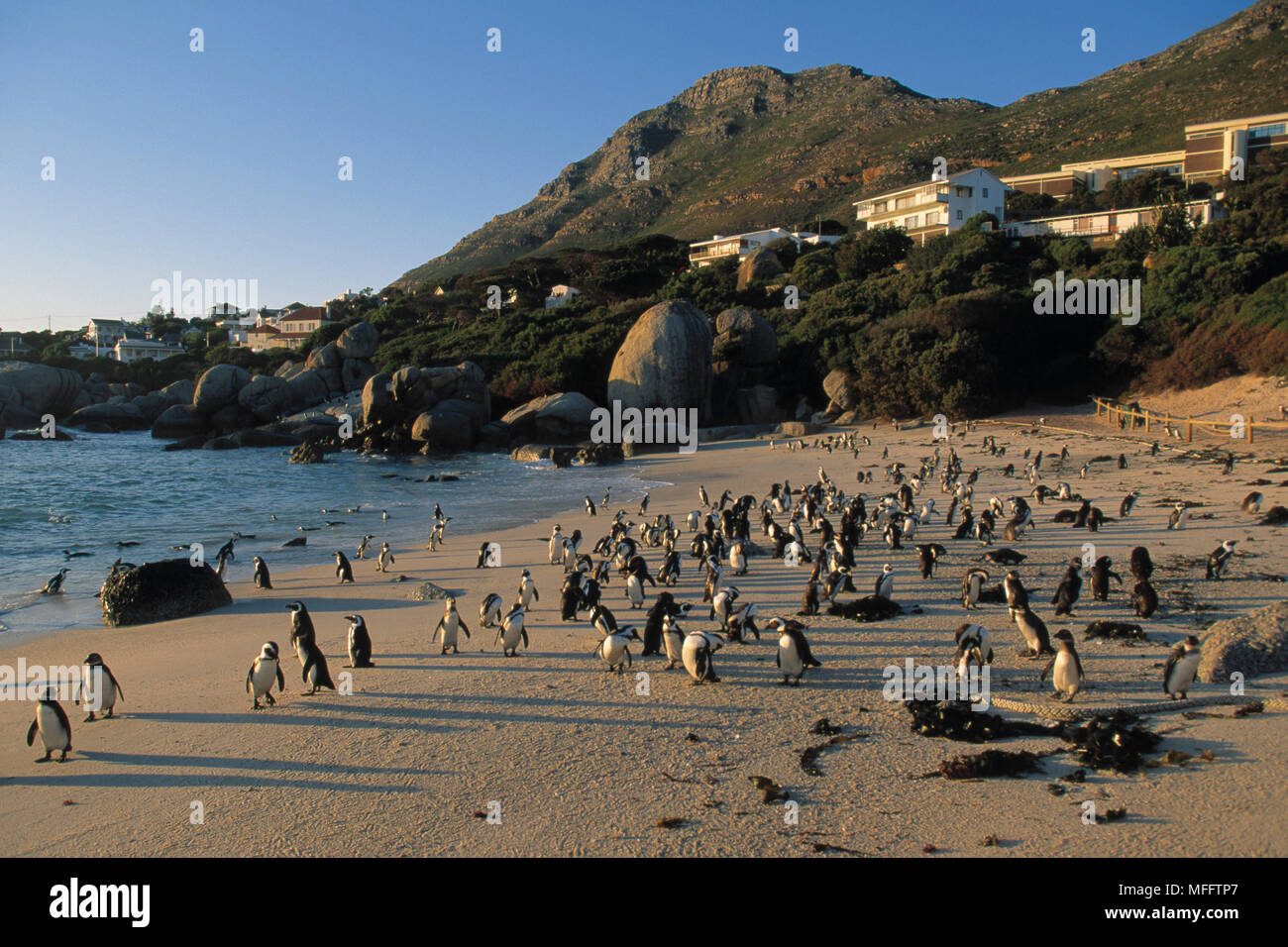 Large groups of penguins hi-res stock photography and images - Alamy