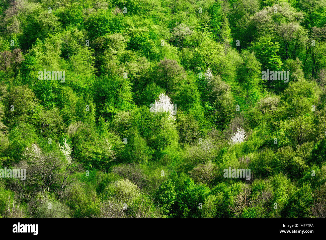 Jungle theme background hi-res stock photography and images - Alamy