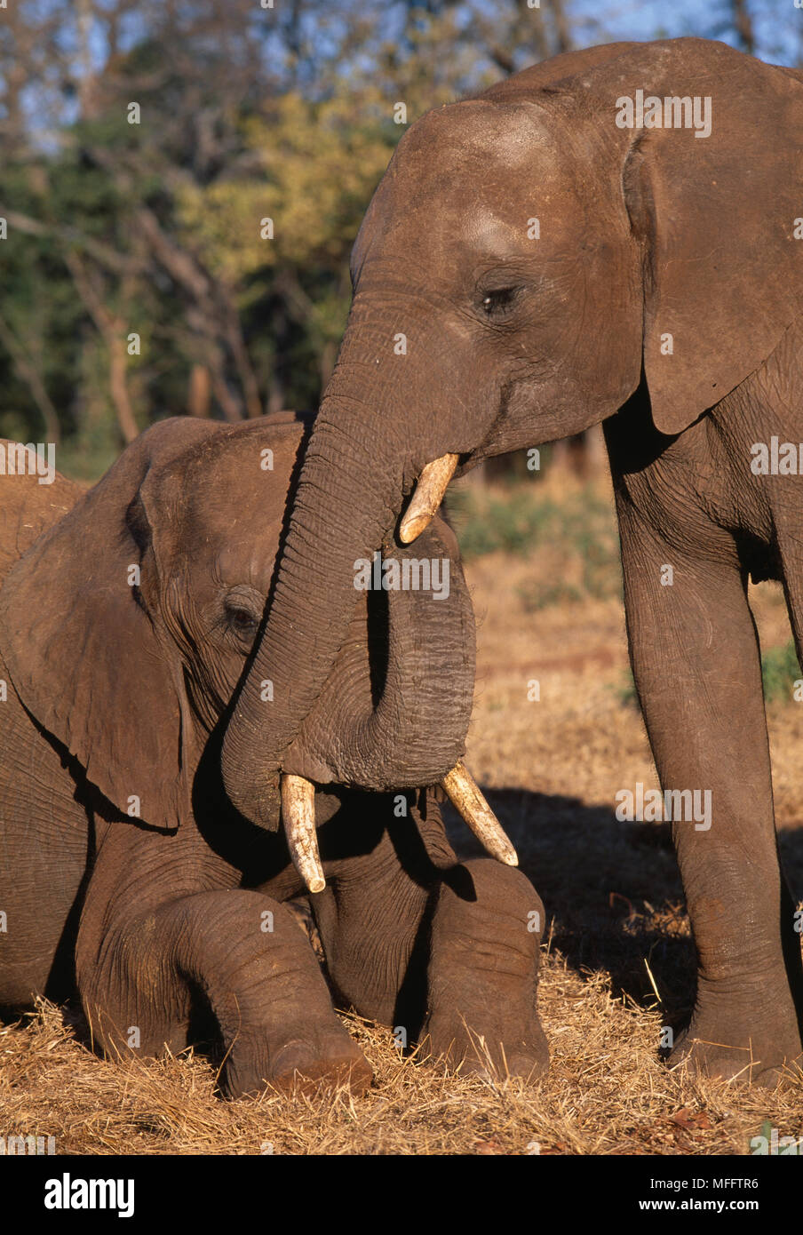 AFRICAN ELEPHANTS Loxodonta africana interacting with trunks ...