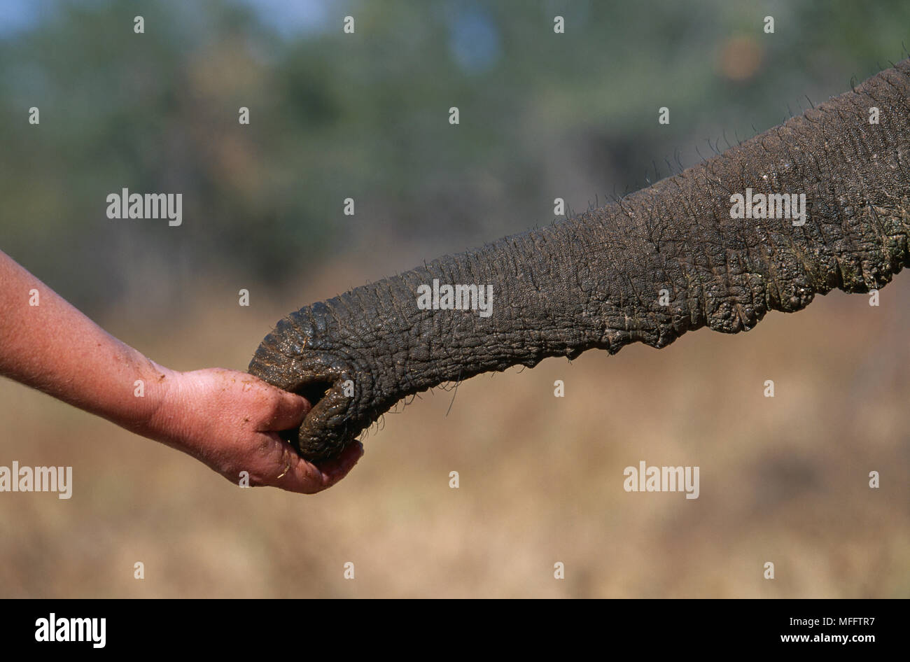 Human hand and elephant trunk Loxodonta africana interacting ...