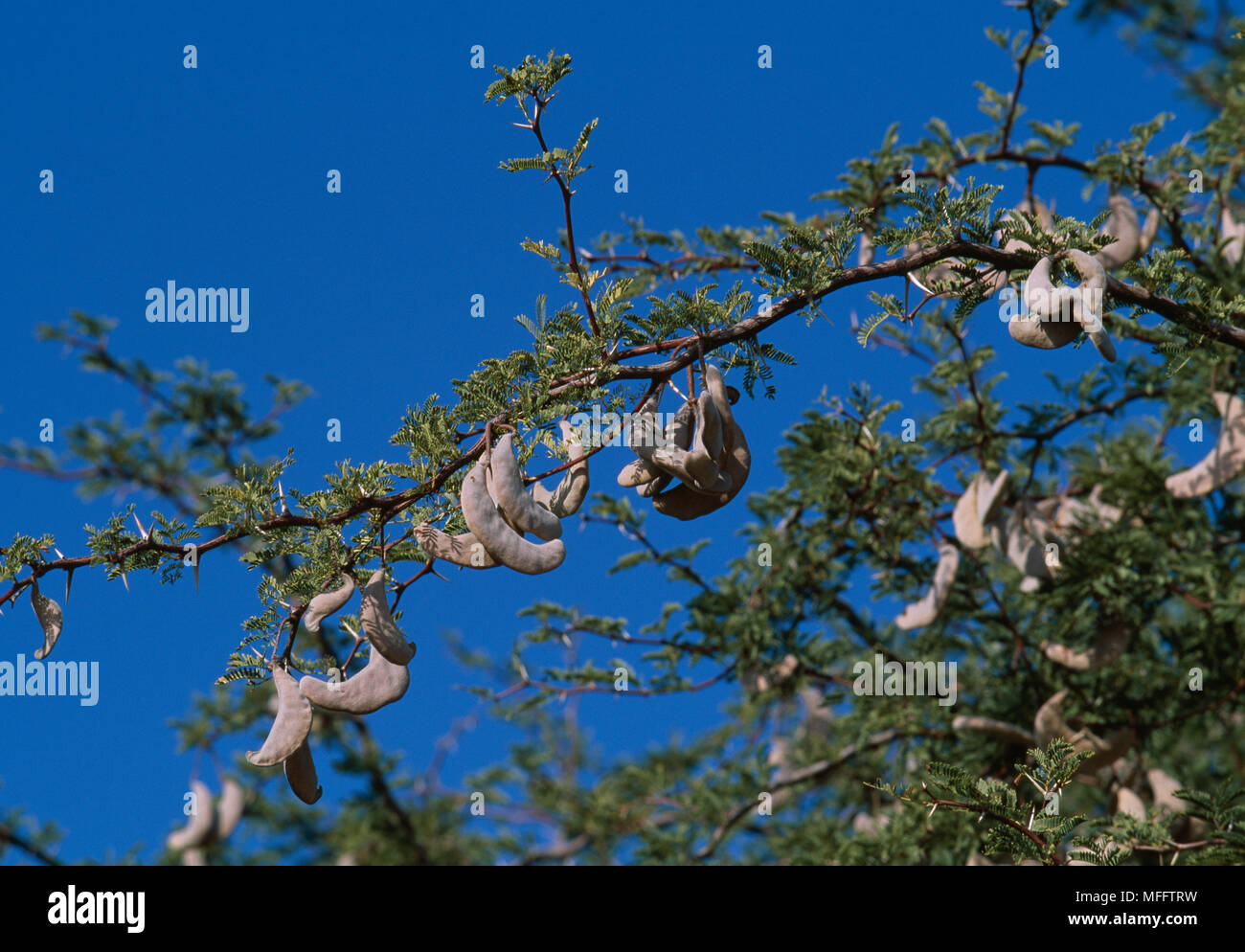 CAMEL THORN TREE pods Acacia erioloba A nutritious food for numerous ...