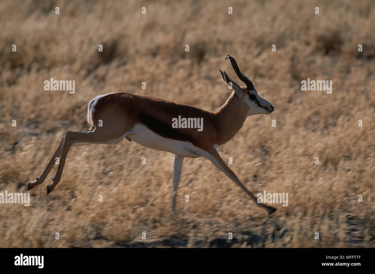 SPRINGBOK leaping Antidorcas marsupialis Stock Photo - Alamy