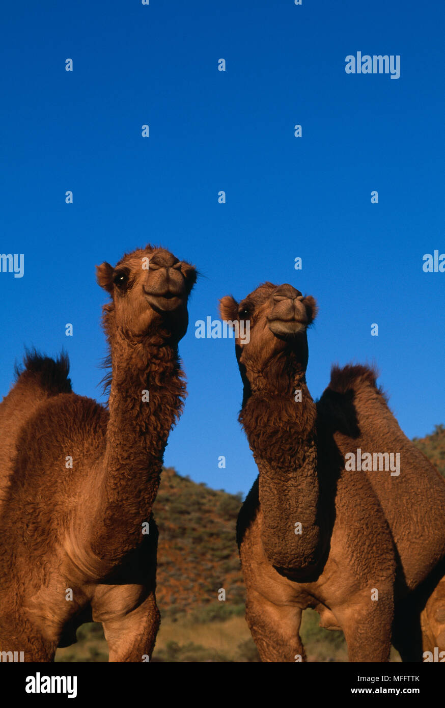 Australian feral camels hi-res stock photography and images - Alamy