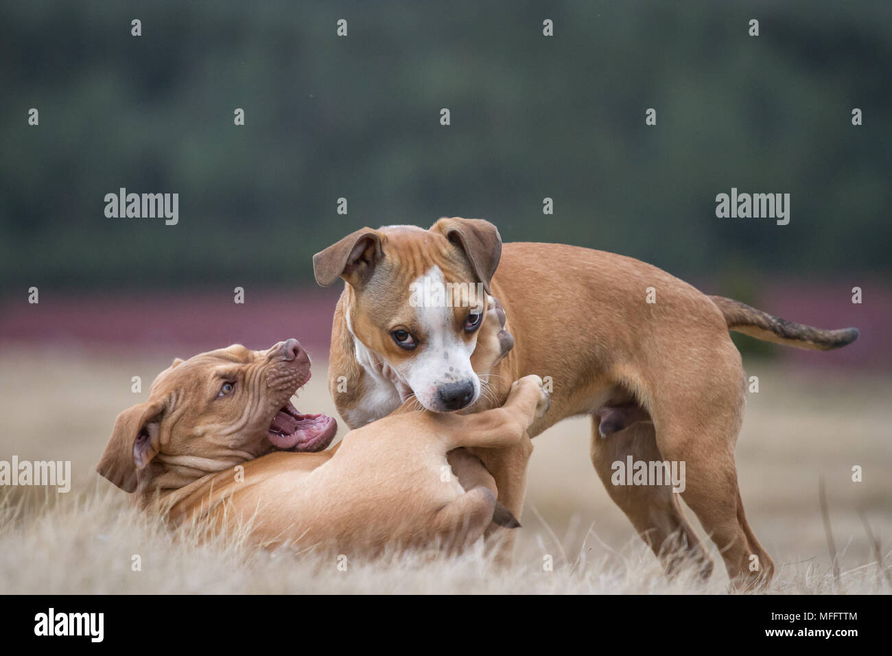 American Bulldog Puppies High Resolution Stock Photography and Images ...