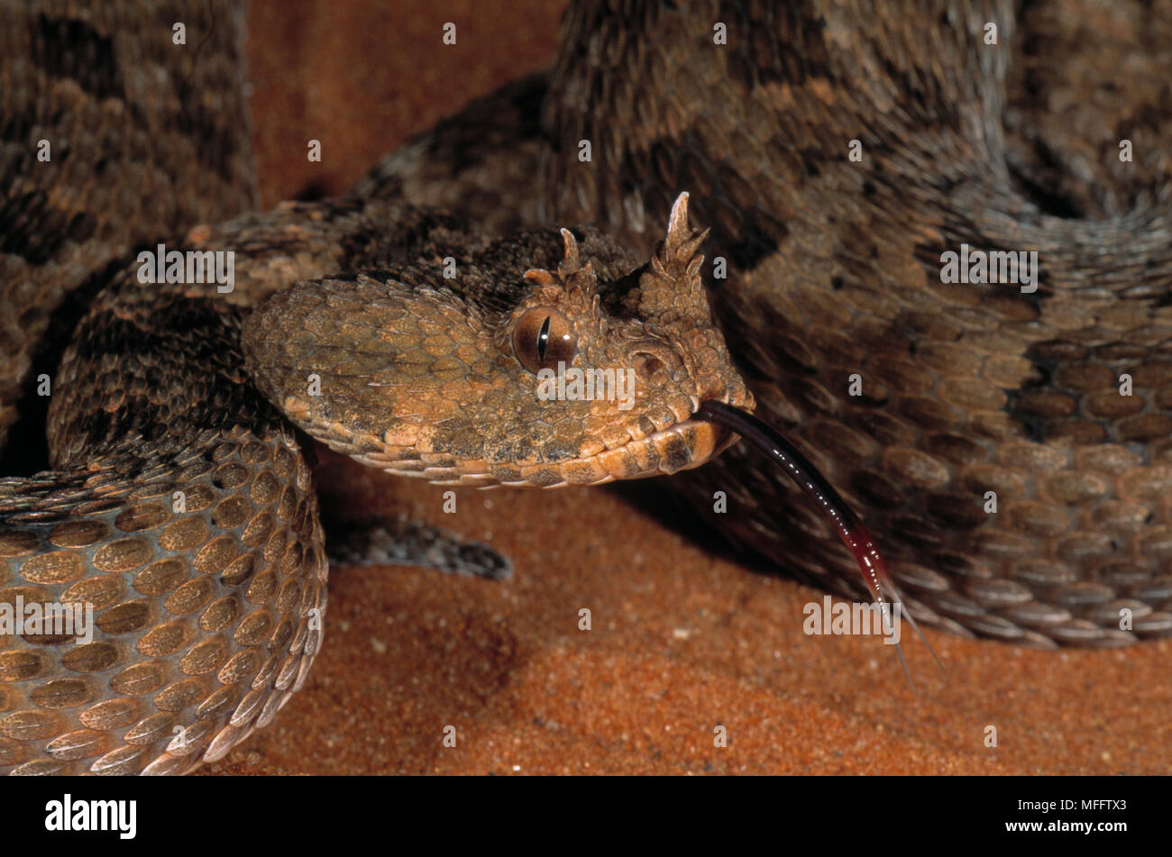 Many horned adders hi-res stock photography and images - Alamy