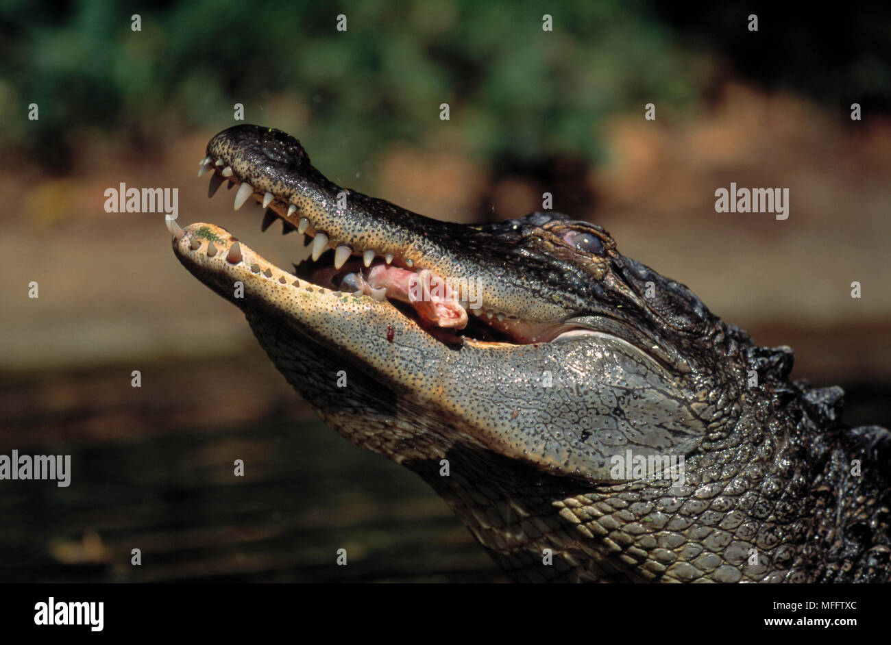 AMERICAN ALLIGATOR Alligator mississipiensis eating fish prey Stock ...