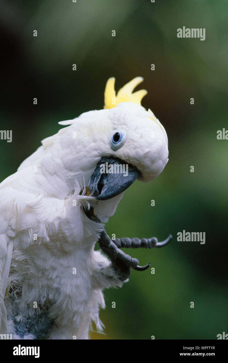 LESSER SULPHUR-CRESTED COCKATOO preening Cacatua sulphurea Endangered ...