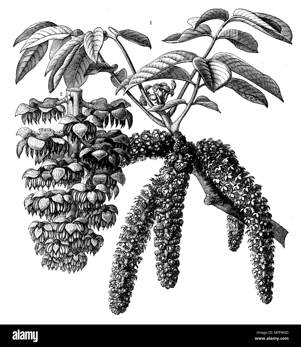 Juglans regia catkin Black and White Stock Photos & Images - Alamy