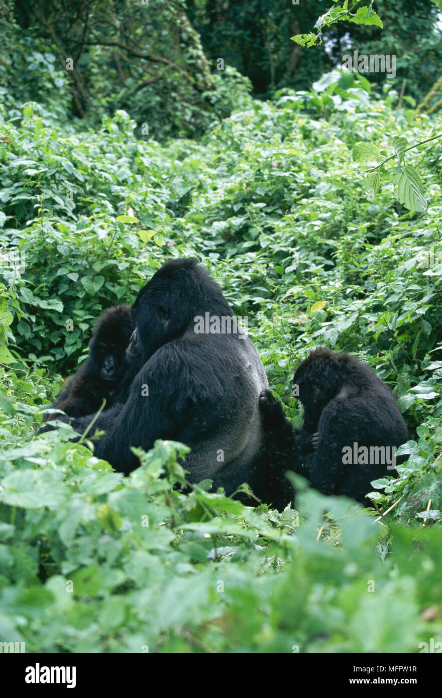 MOUNTAIN GORILLA Gorilla beringei beringei group in mutual grooming Endangered African ...