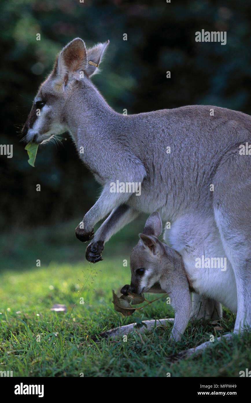 PRETTY-FACE or WHIPTAIL WALLABY Macropus parryi feeding with joey in ...