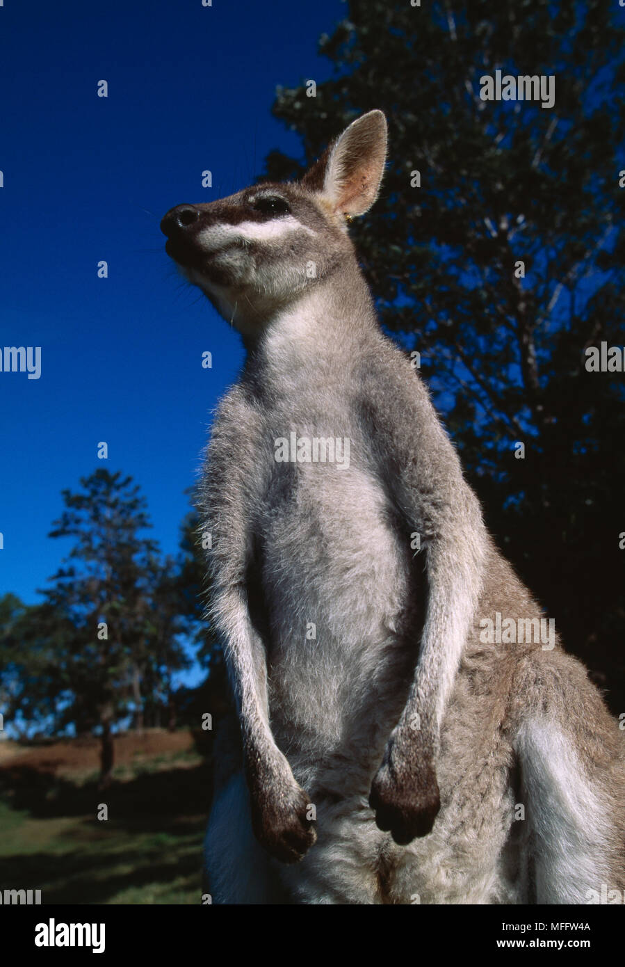 Pretty face wallaby hi-res stock photography and images - Alamy