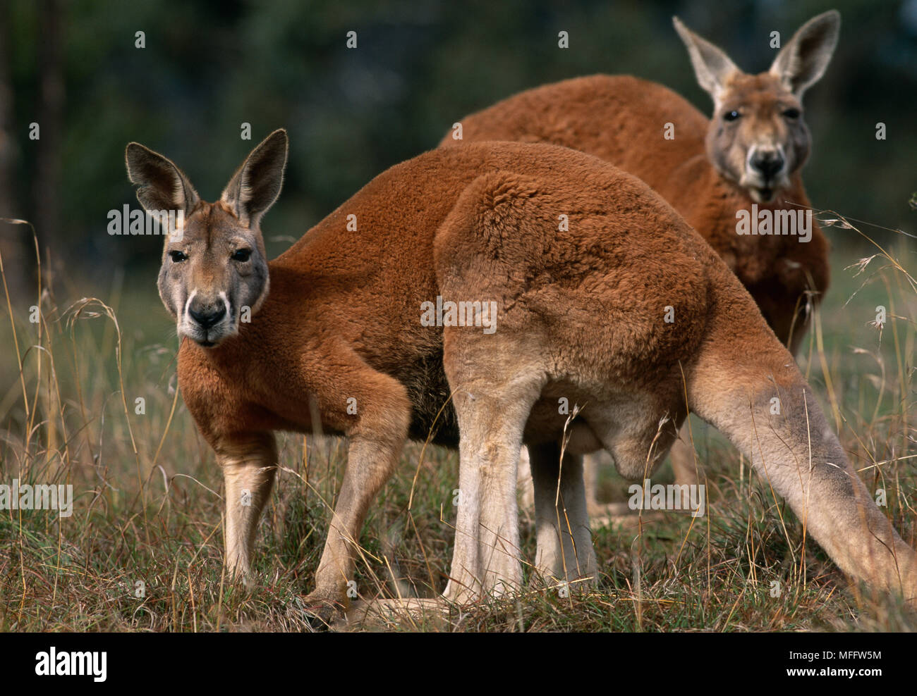 RED KANGAROO Macropus rufus two males Stock Photo - Alamy