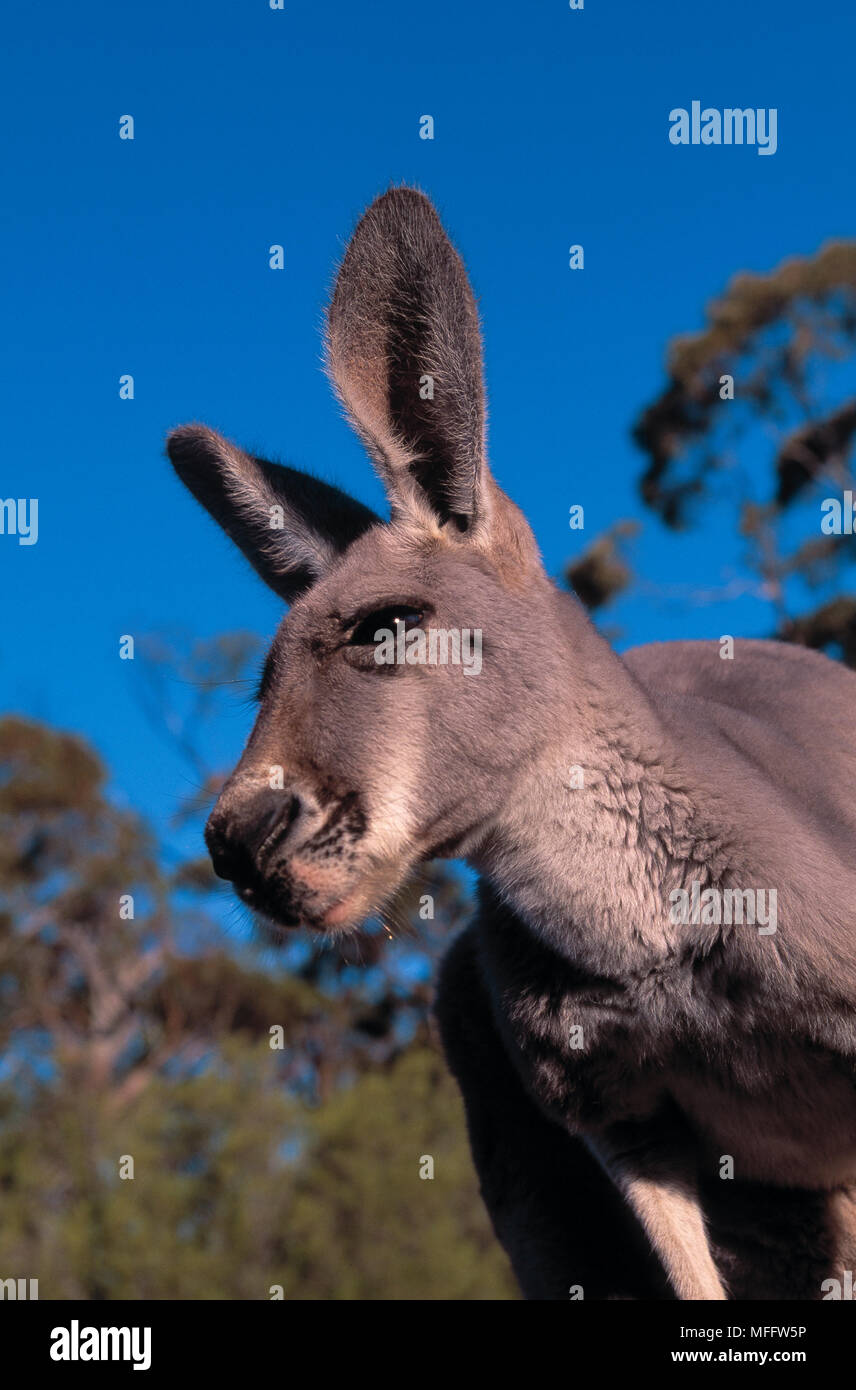 RED KANGAROO female Macropus rufus Australia Stock Photo - Alamy