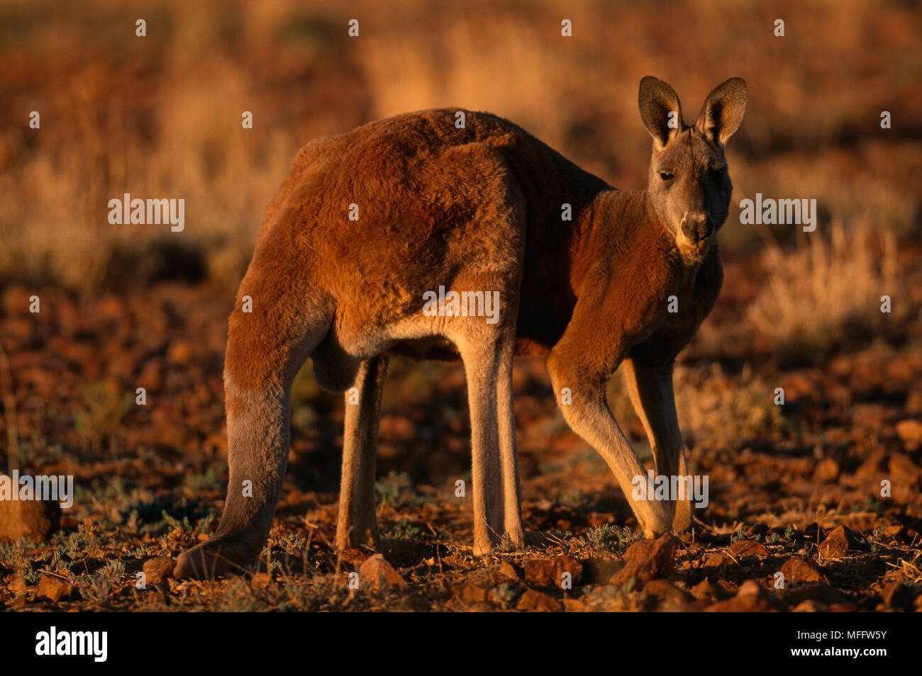 RED KANGAROO Macropus rufus male Stock Photo - Alamy