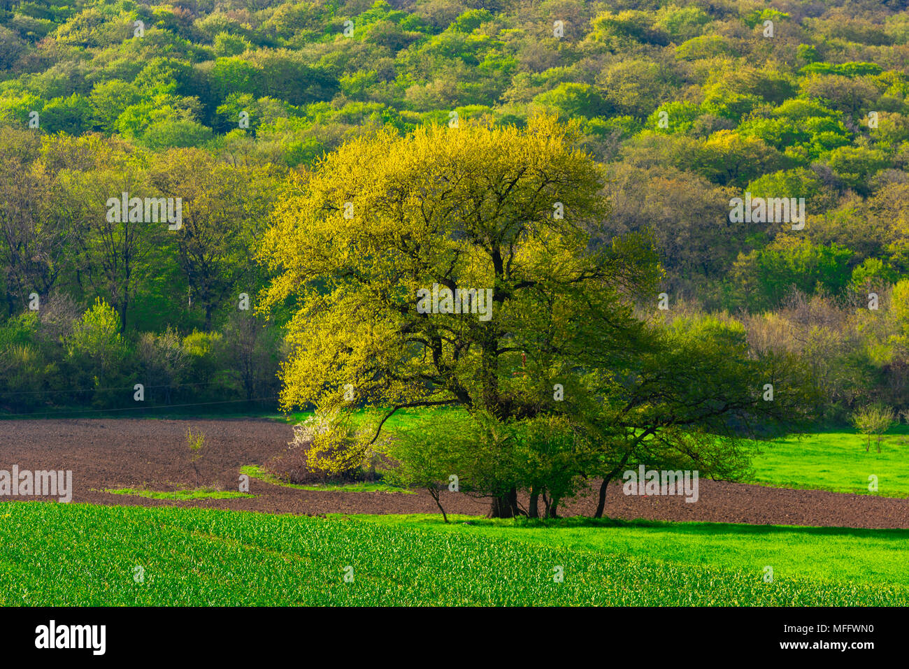 Lush green tree hi-res stock photography and images - Alamy