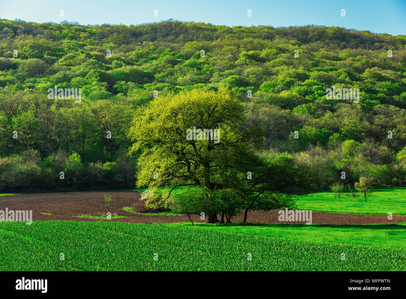 Lush green tree hi-res stock photography and images - Alamy