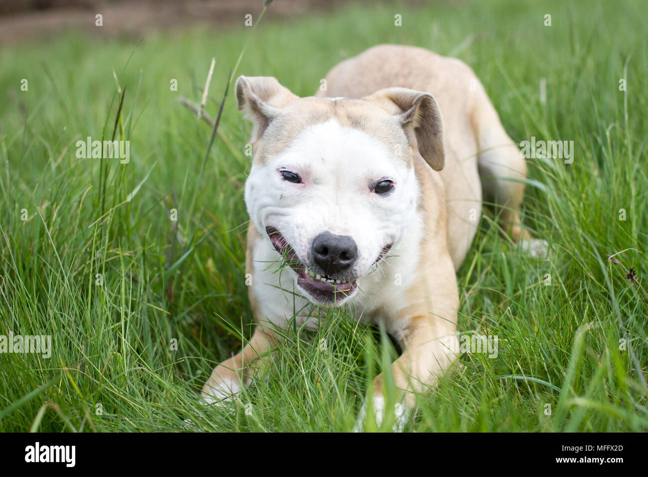 Adorable young active dog hi-res stock photography and images - Alamy