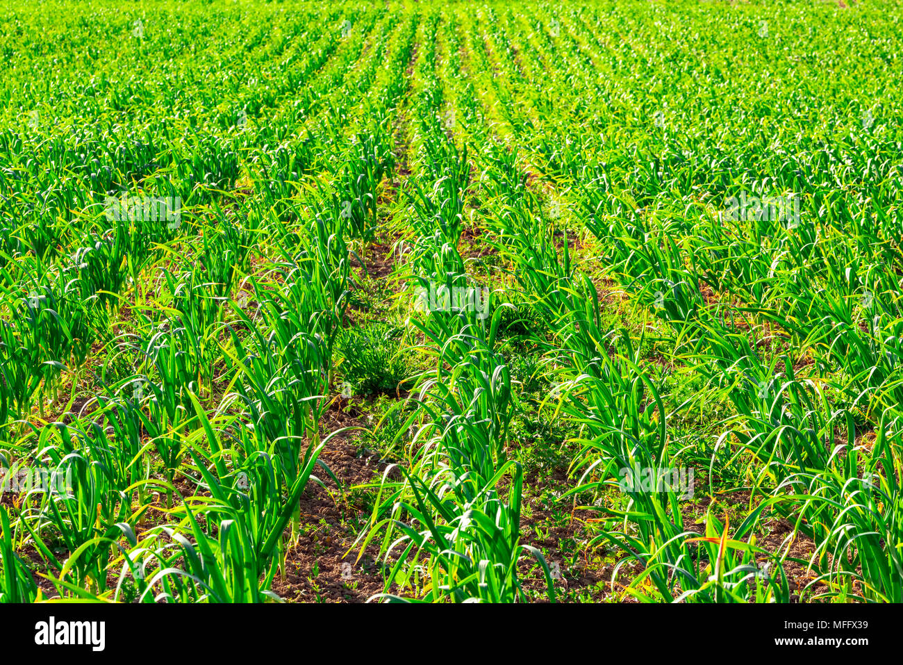 Farm field with sown corn Stock Photo - Alamy