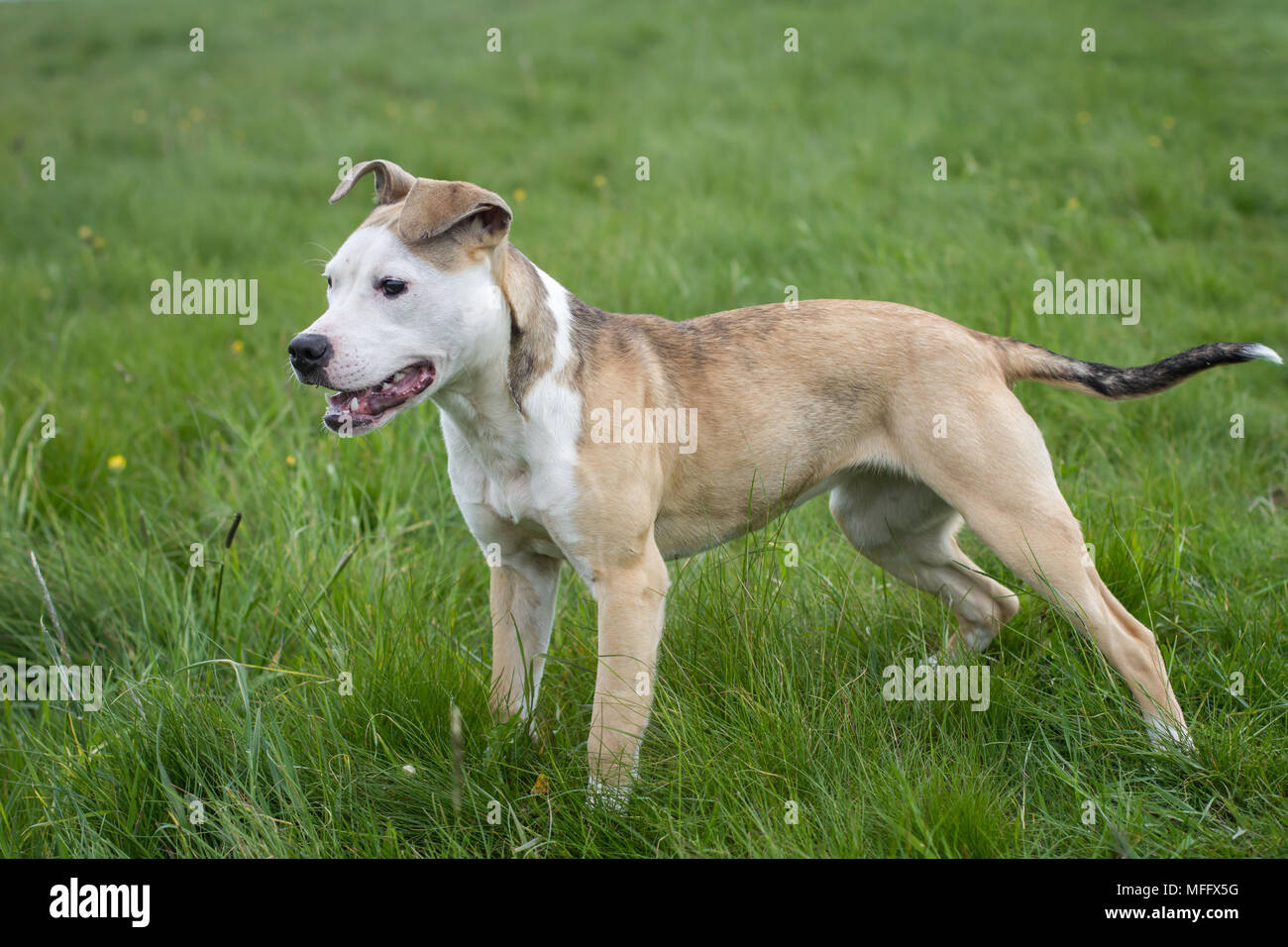 Pitbull Dog Standing High Resolution Stock Photography and Images - Alamy