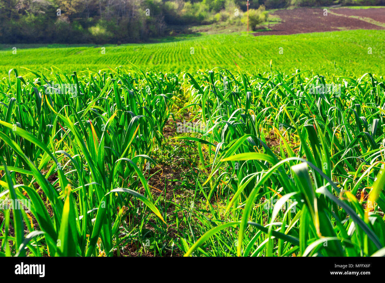 Farm field with sown corn Stock Photo - Alamy