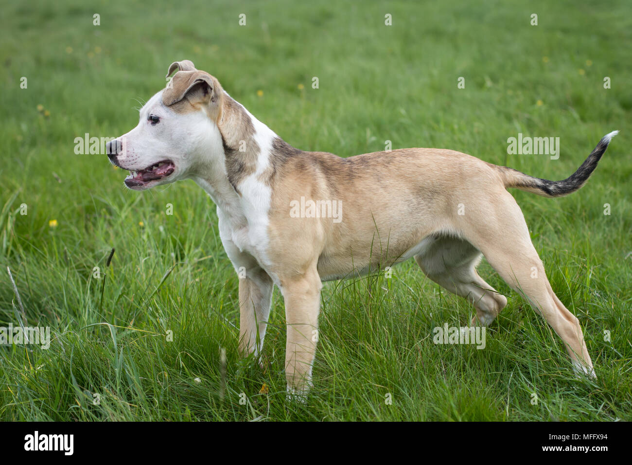 Pitbull puppy standing hi-res stock photography and images - Alamy
