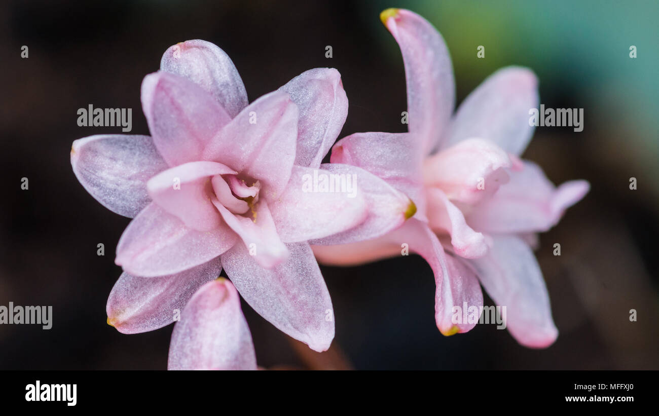 Double hyacinth hi-res stock photography and images - Alamy
