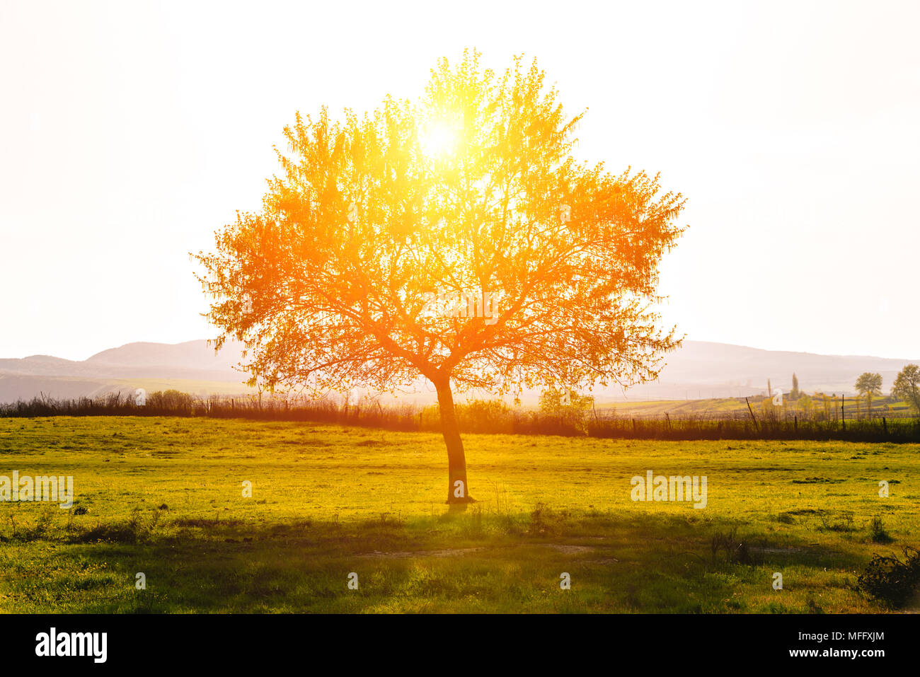 Field sunset tree farm hi-res stock photography and images - Alamy