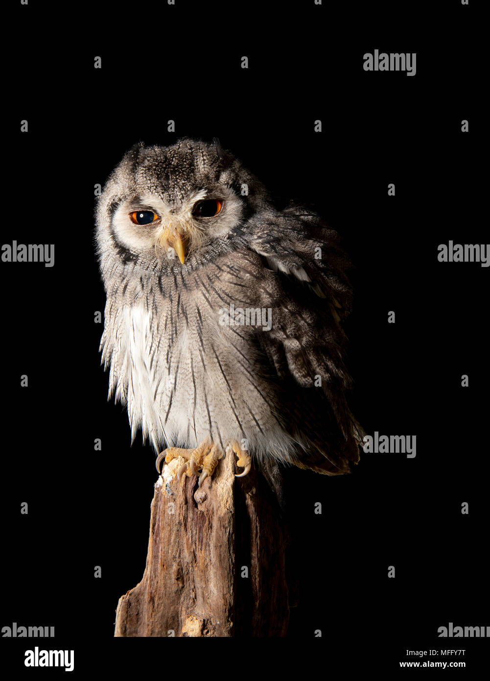 Owl taken in a studio setting Stock Photo - Alamy