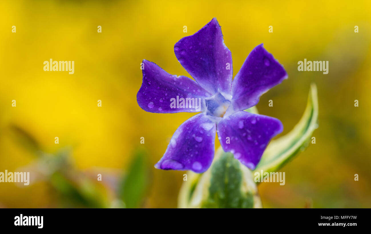 Deep purple stigma hi-res stock photography and images - Alamy
