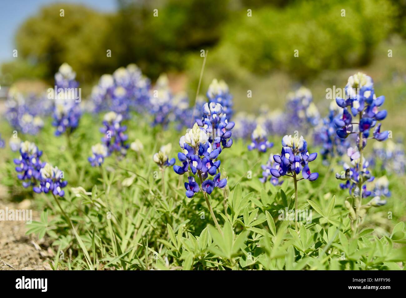 Spring blooming of Texas Bluebonnets (state flower of Texas) growing ...