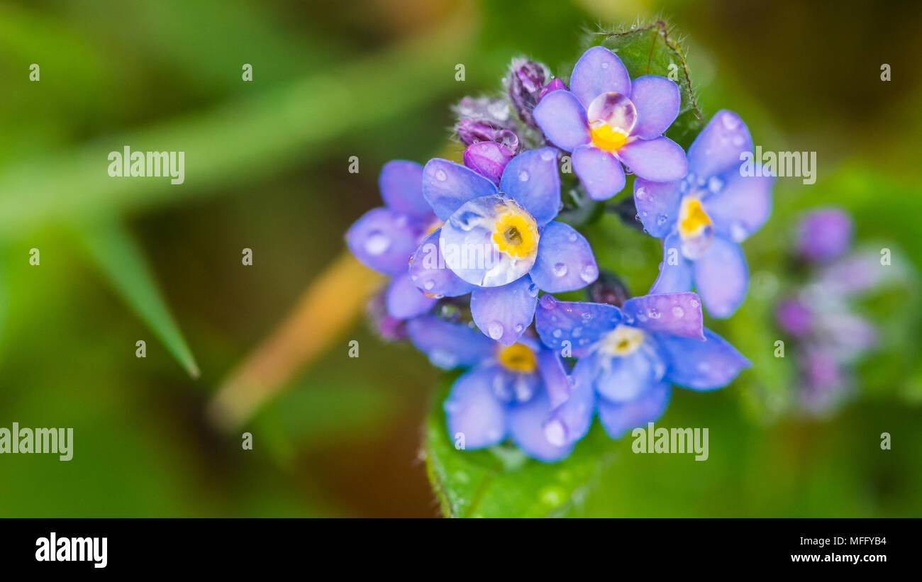 A macro shot of some wet forget me not blooms Stock Photo - Alamy