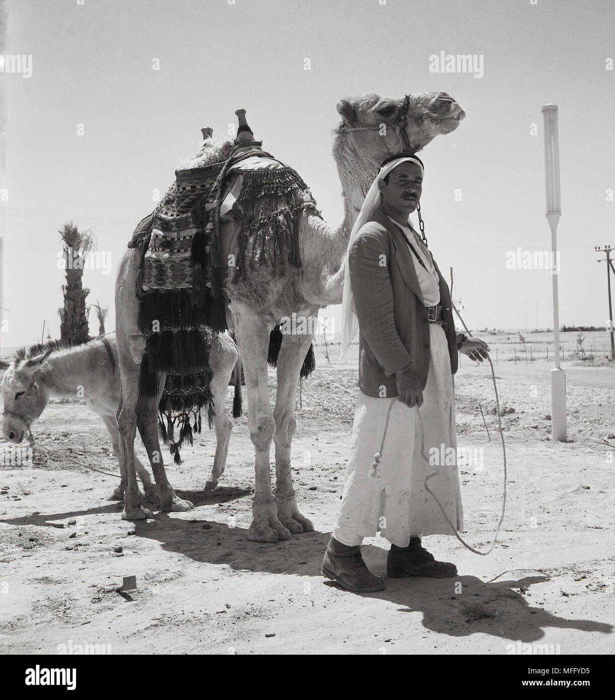 1950s, historical, a palestinian arab tourist guide with his camel with ...