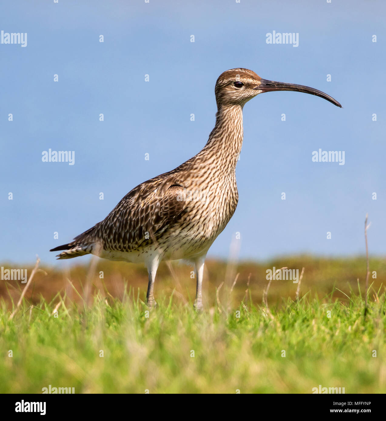 Upton Warren Nature Reserve High Resolution Stock Photography and ...