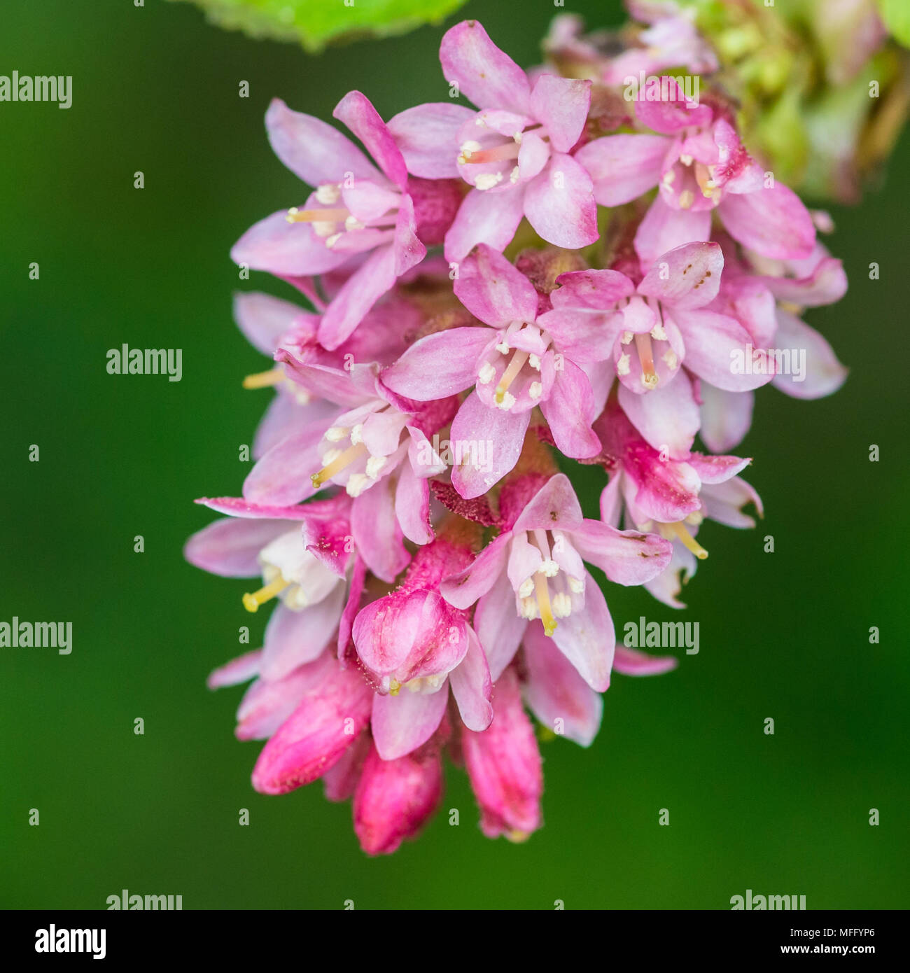 Pink currant hi-res stock photography and images - Alamy