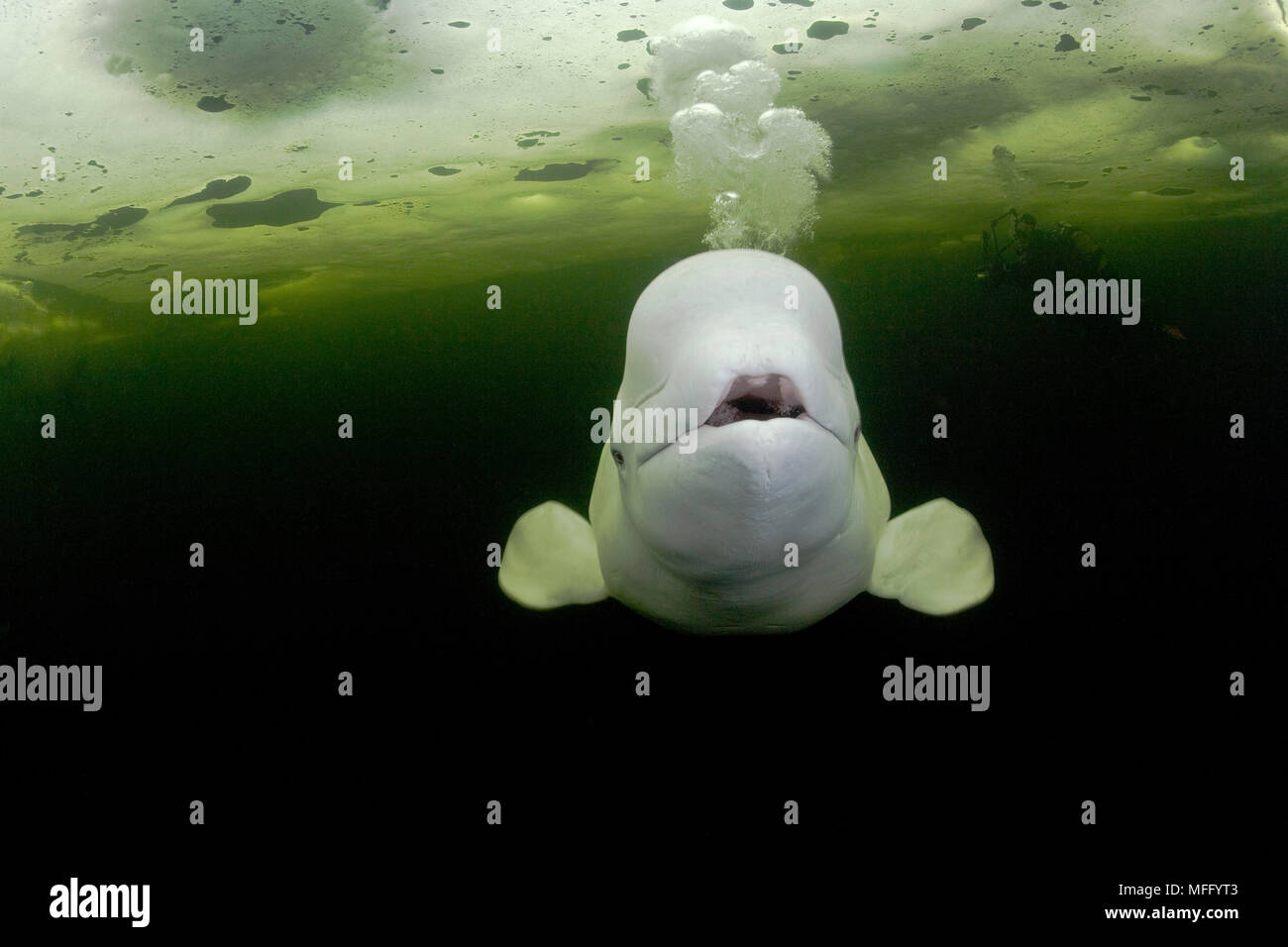 Scuba Diver With Beluga Whales Delphinapterus Leucas Swimming Under