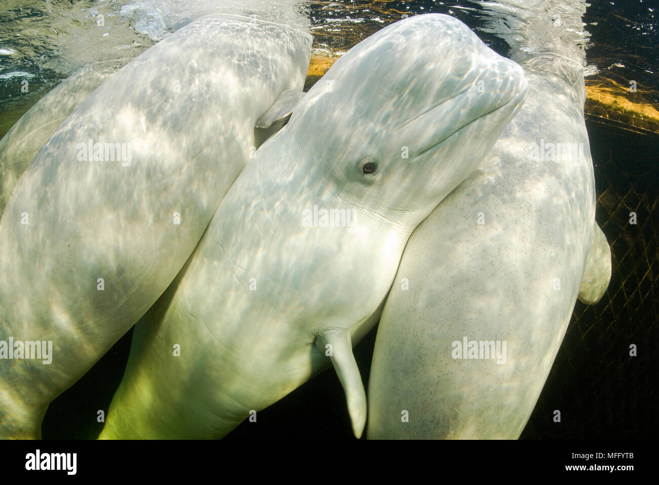 Beluga whale underwater ice hi-res stock photography and images - Alamy