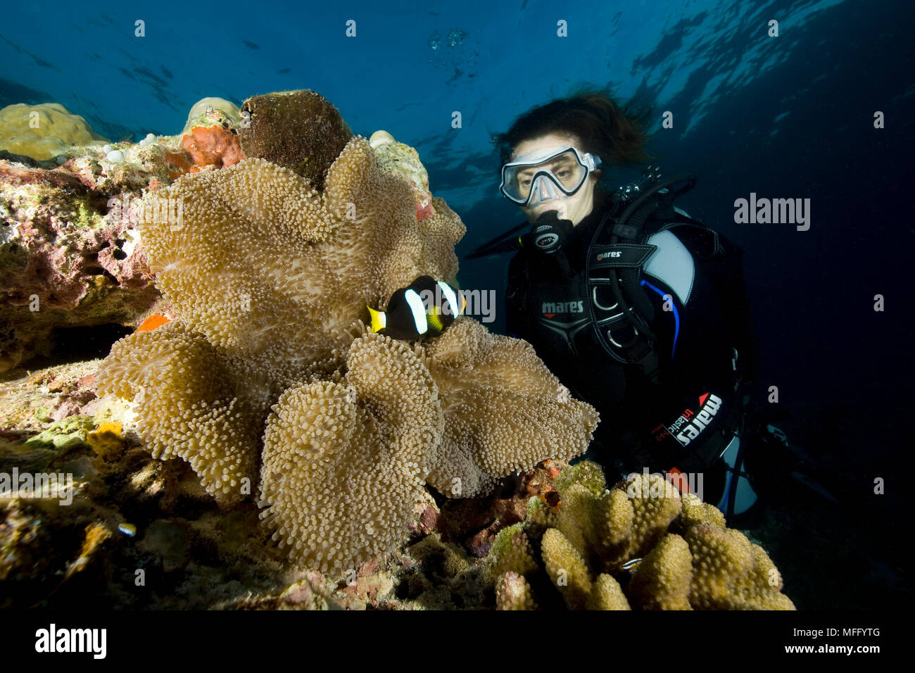 Scuba diver and Yellow-tail anemonefish, Amphiprion sebae, Maldives ...