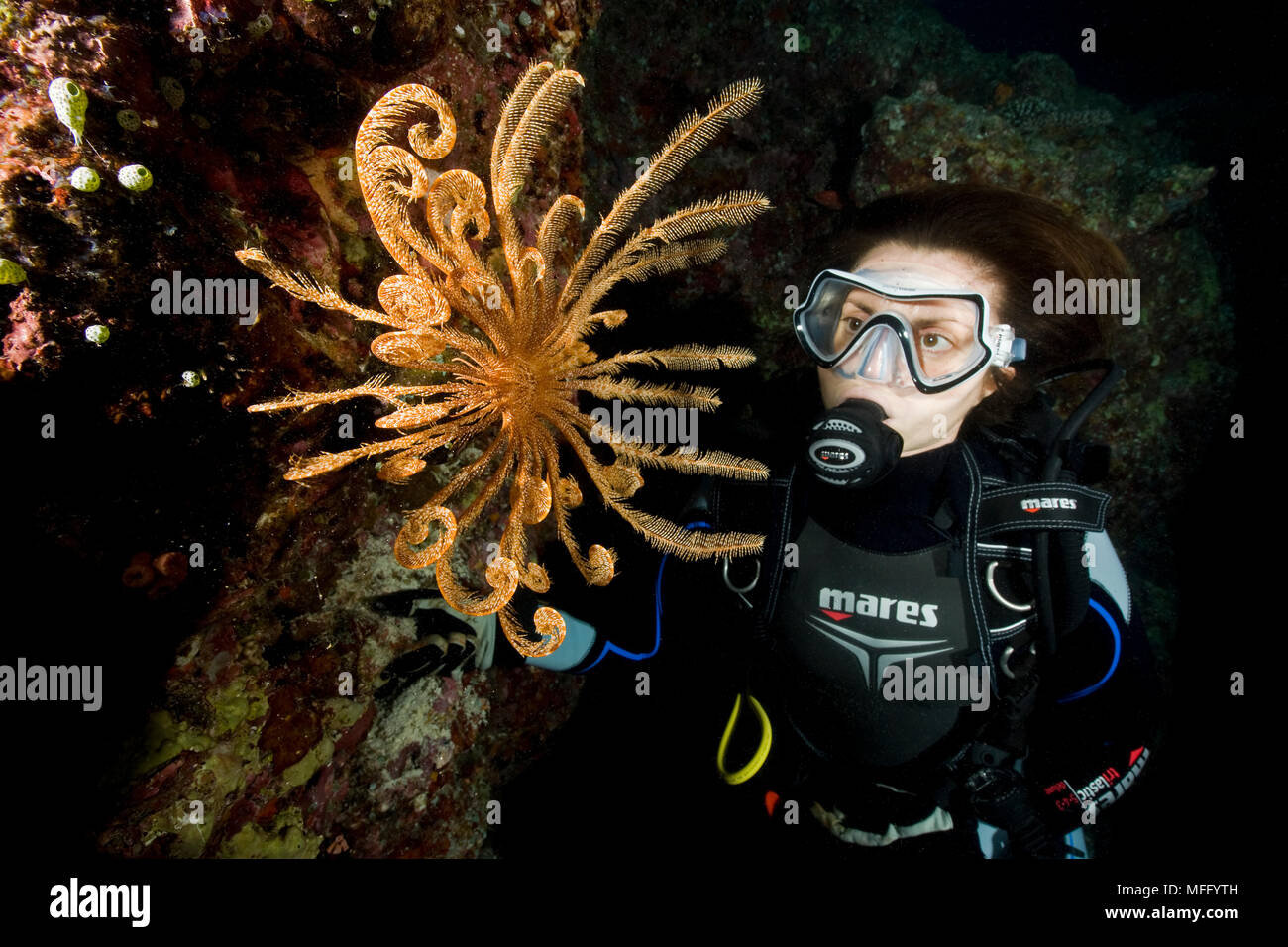 Scuba diver and crinoid or feather star, Maldives, Indian Ocean Stock ...