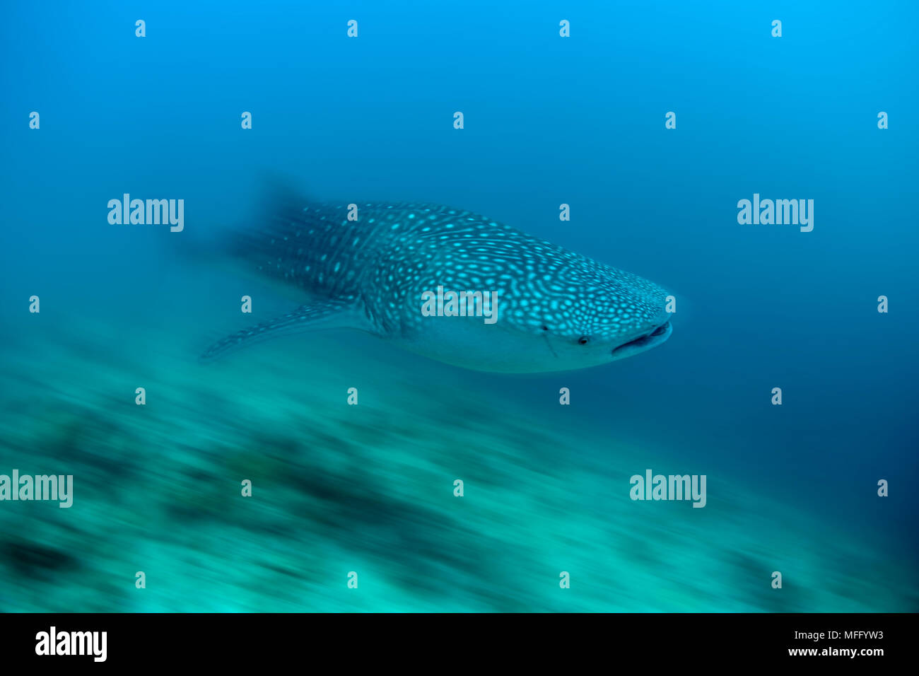 Whale shark, Rhincodon typus, Vulnerable (IUCN), Maldives, Indian Ocean ...