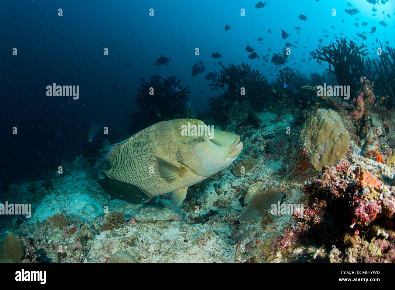 Napoleon fish, Cheilinus undulatus, Maldives, Indian Ocean Stock Photo ...