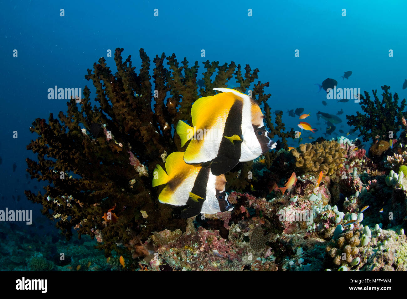 Couple of Masked bannerfish, Heniochus monoceros, Maldives, Indian ...