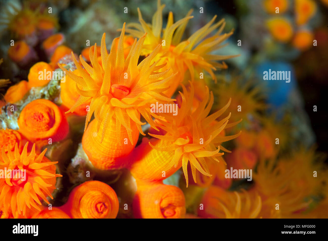 Warm water coral, Astroides calycularis, Ischia Island, Italy ...