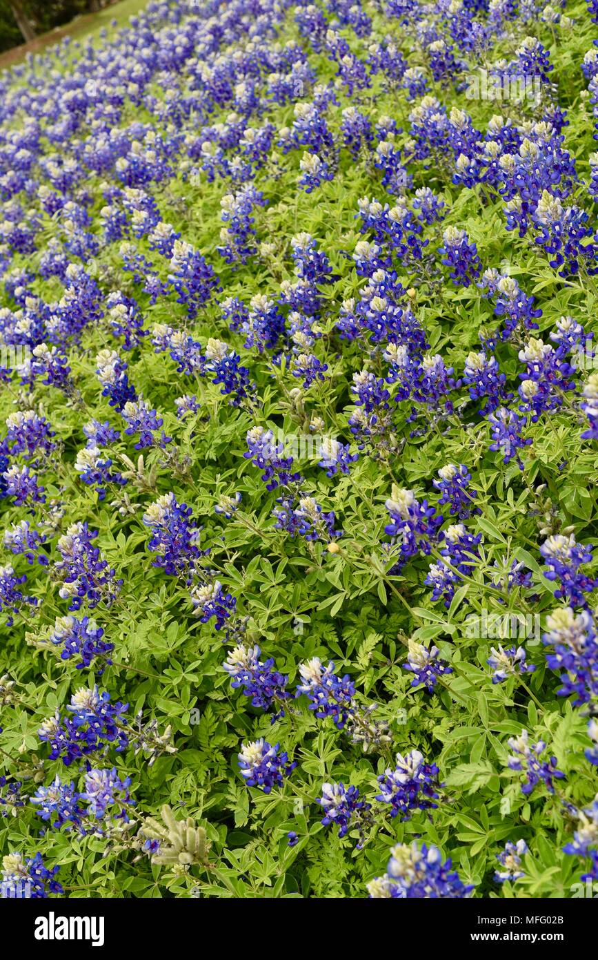 Spring blooming of Texas Bluebonnets (state flower of Texas) growing ...